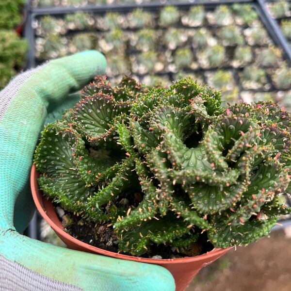 Euphorbia - Etsy