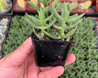 Large Miniature Pine Tree Succulent Crassula Tetragona - Etsy