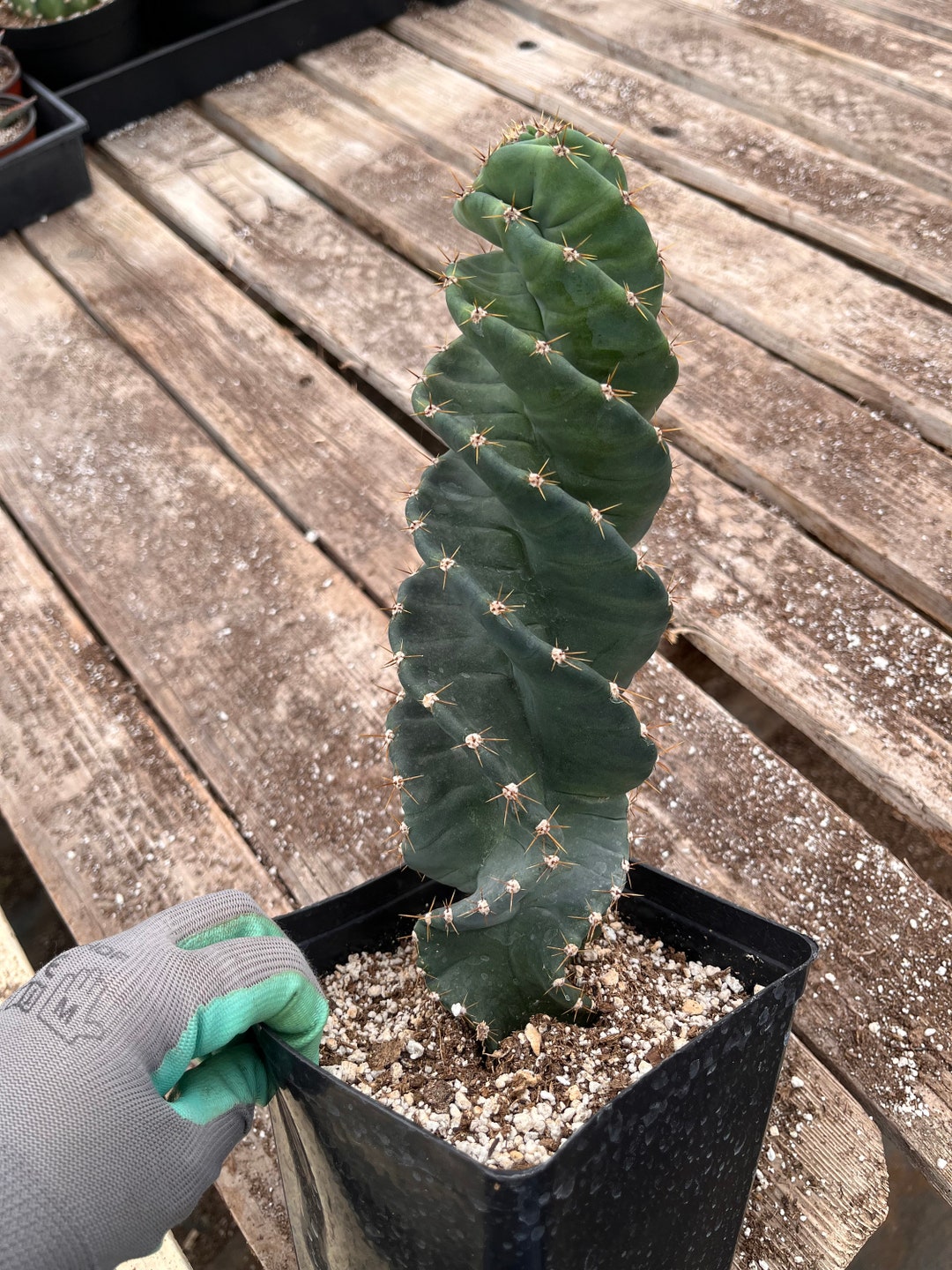 Cereus Forbesii 'spiralis' - Etsy