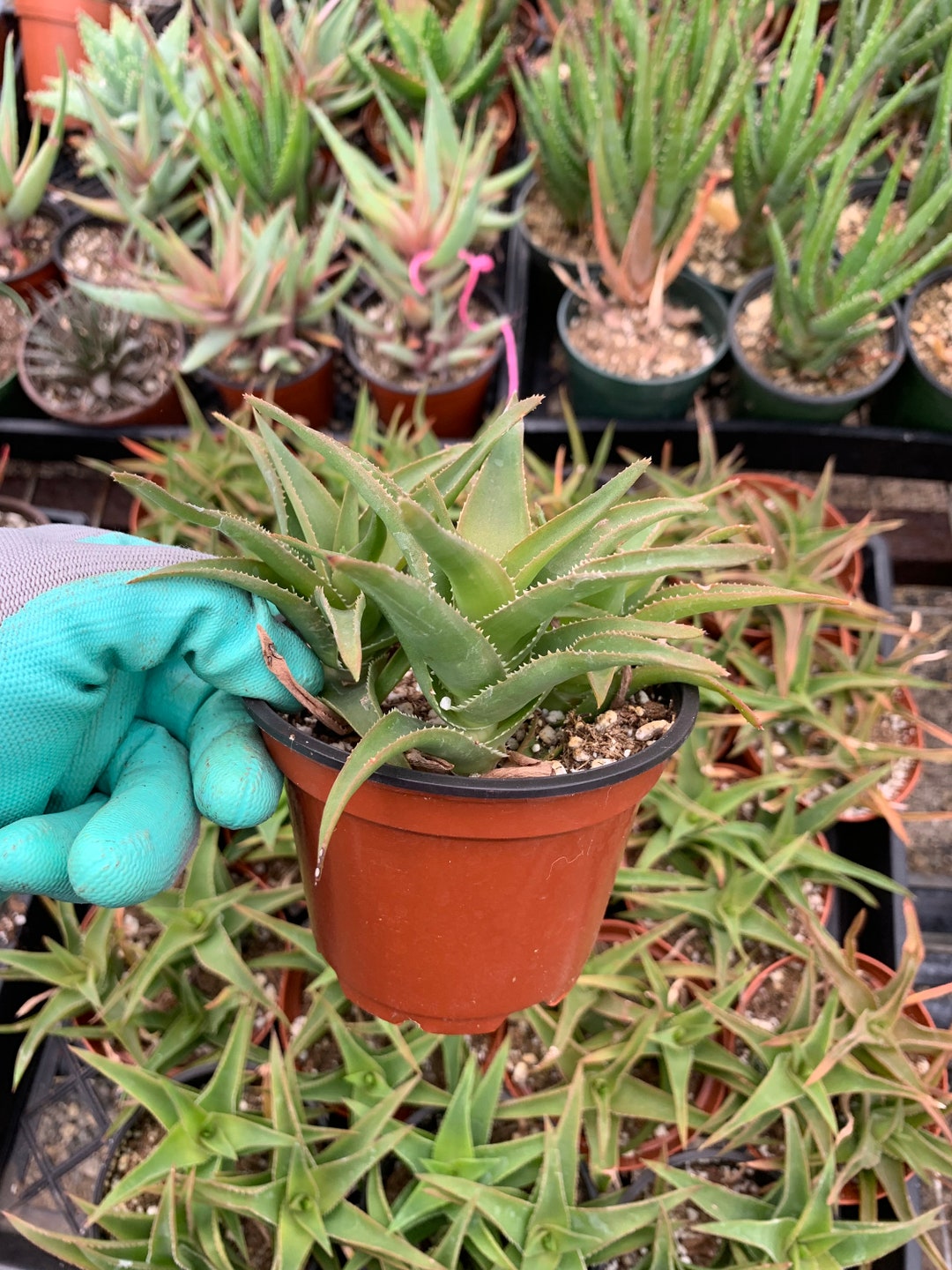 Aloe Ciliaris | Climbing Aloe - Etsy