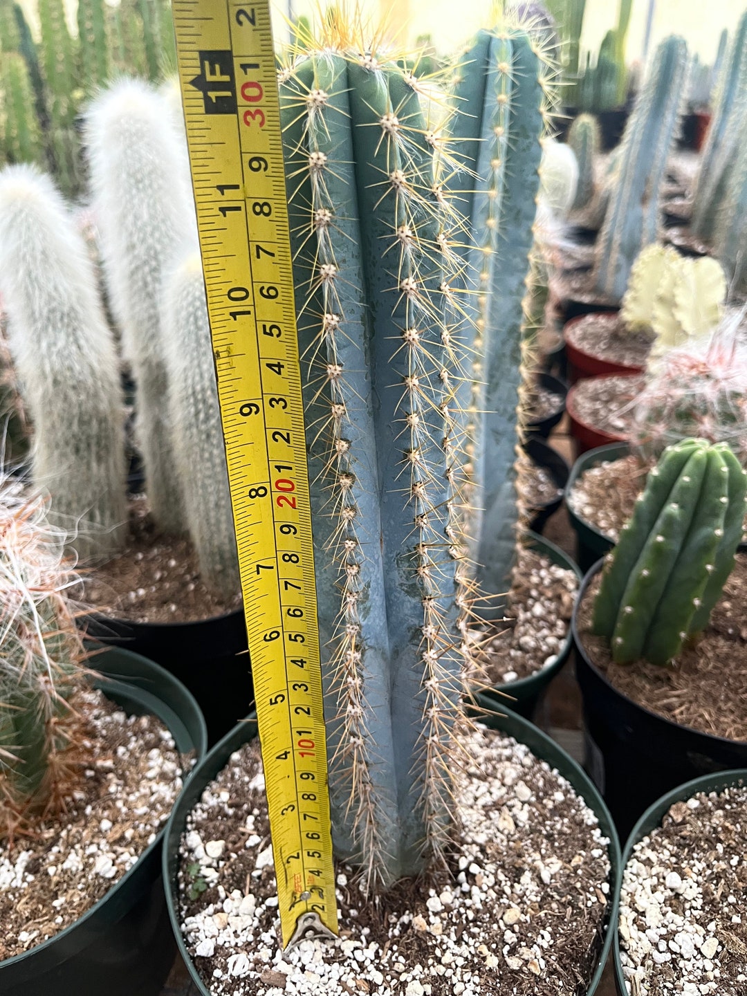 Cactiandexotica | Pilosocereus | Blue Torch Cactus | Over 12" in Height ...