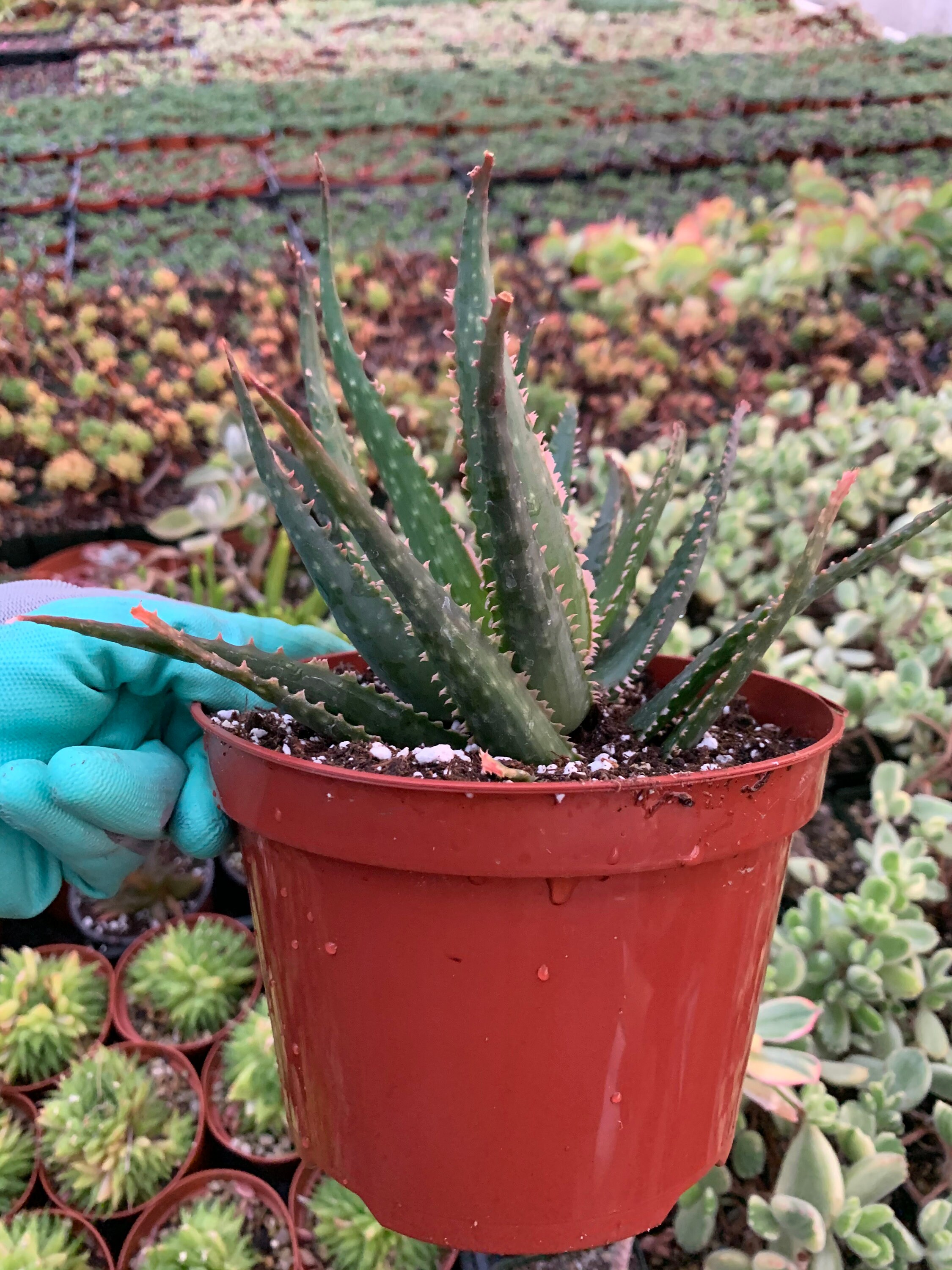 Aloe coral Fire - Etsy