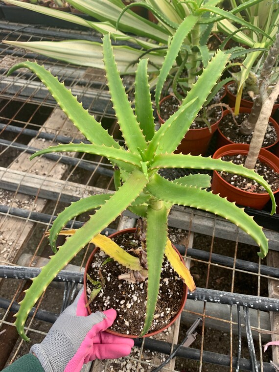 Candelabra Aloe