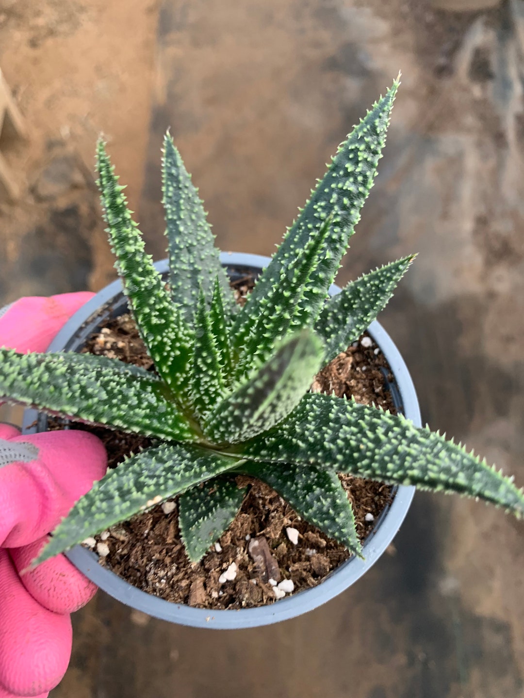 Aloe Gasteraloe - Etsy