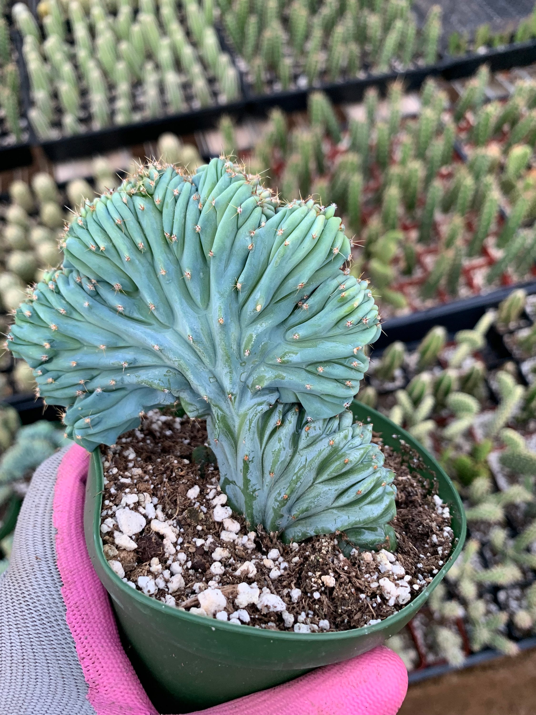 Myrtillocactus Crested - Etsy