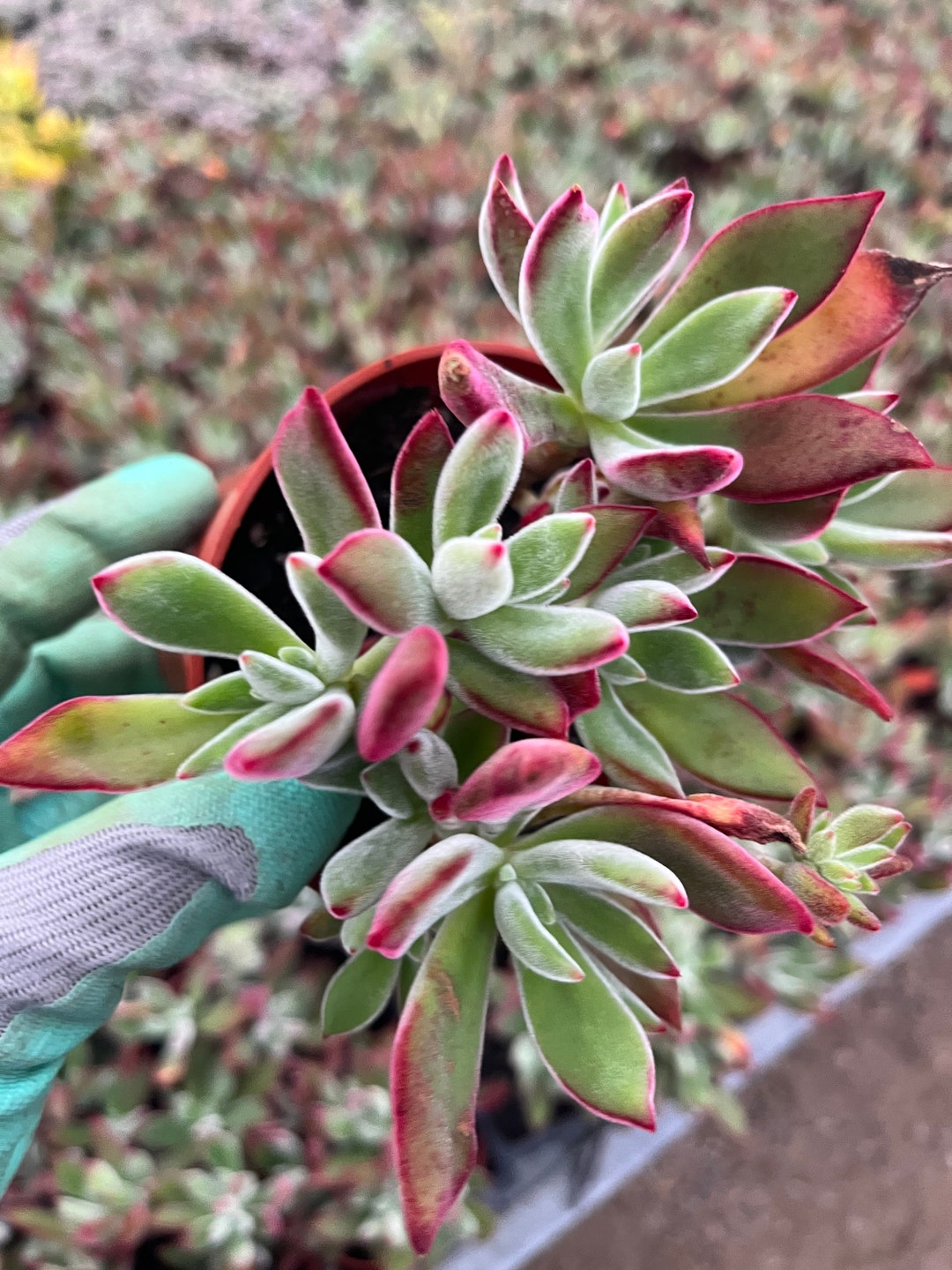Echeveria Red Ruby Plant - Etsy