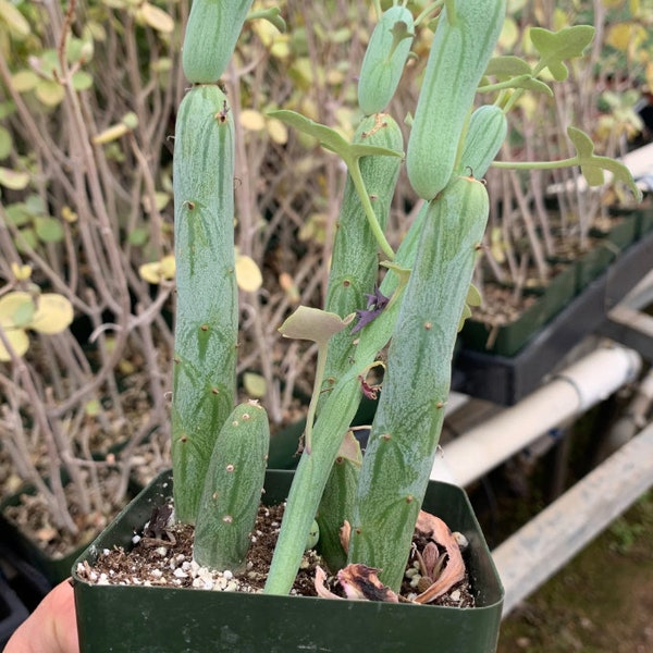 Candle Plant - Etsy