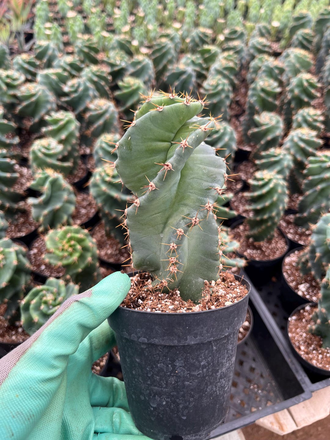 Cereus Forbesii 'spiralis' - Etsy