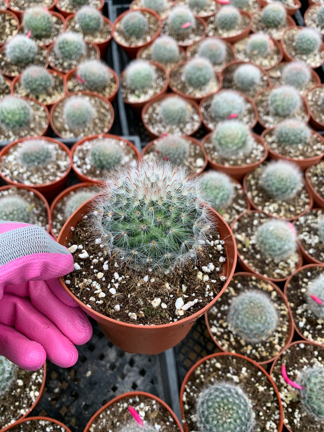 Mammillaria Powder Puff Cactus - Etsy
