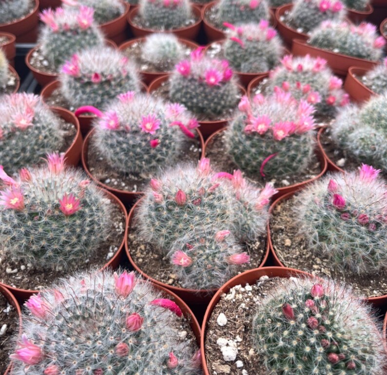 Mammillaria Powder Puff Cactus - Etsy