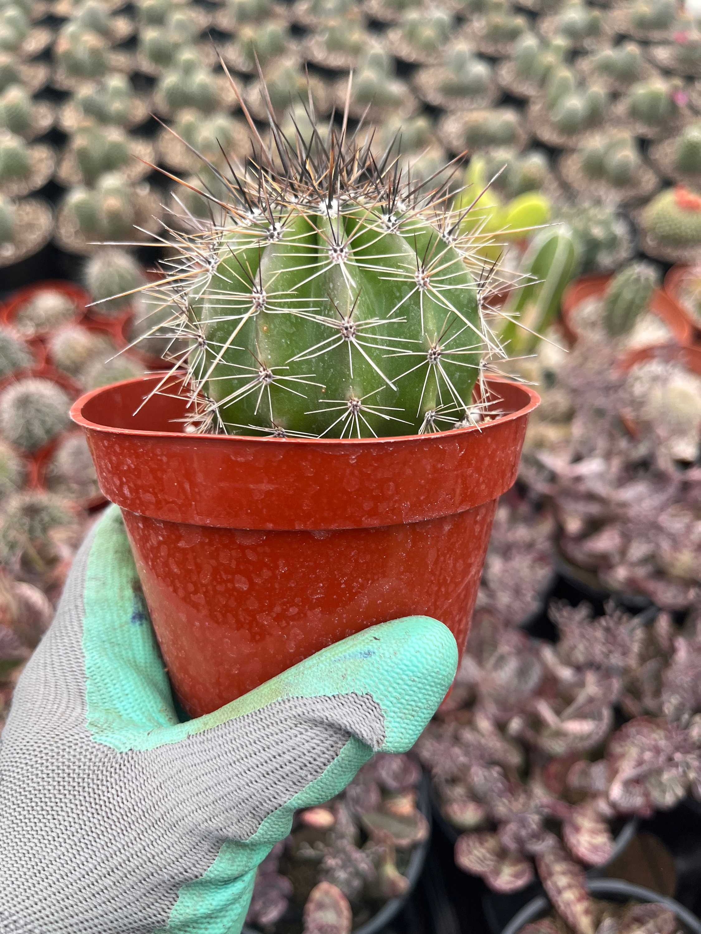 Baby Saguaro Cactus