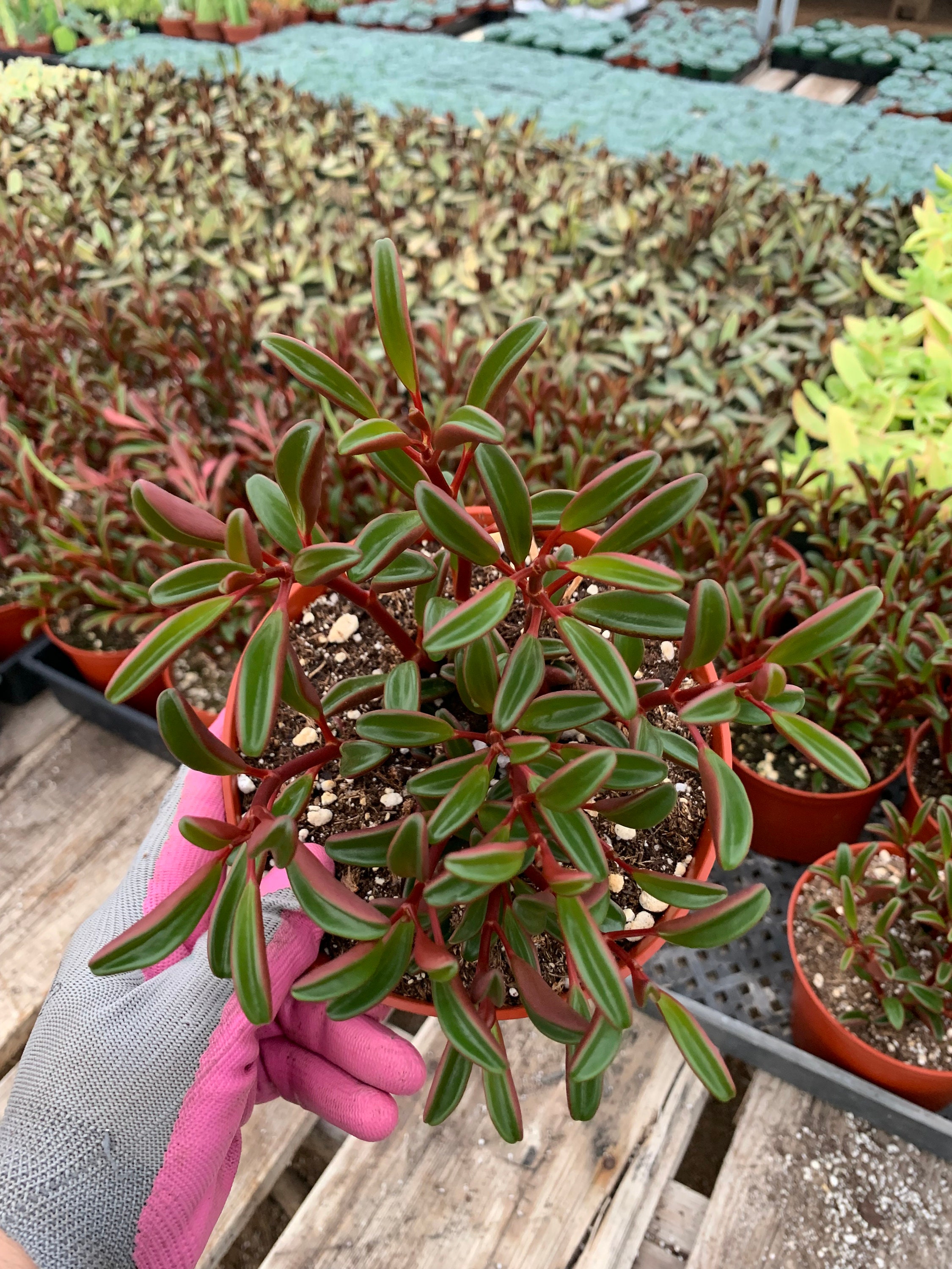 Euphorbia Ruby Glow