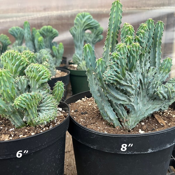 Blue Crested Cactus - Etsy