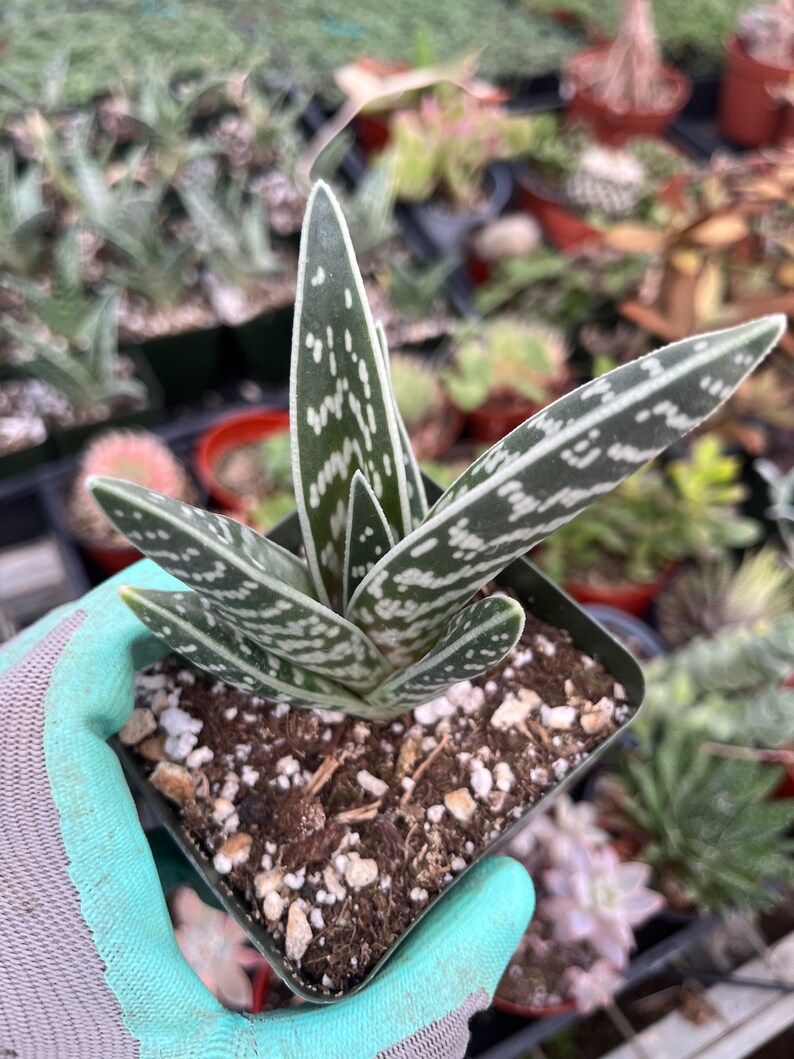 Aloe Variegata Tiger Aloe - Etsy