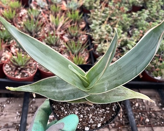 Aloe coral Fire One Plant, Hybrid, Fully Rooted - Etsy
