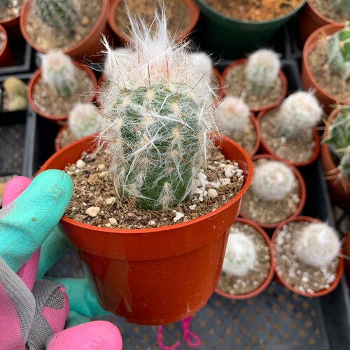 Old Man of the Andes Cactus/cacti Alive Plant Oreocereus - Etsy