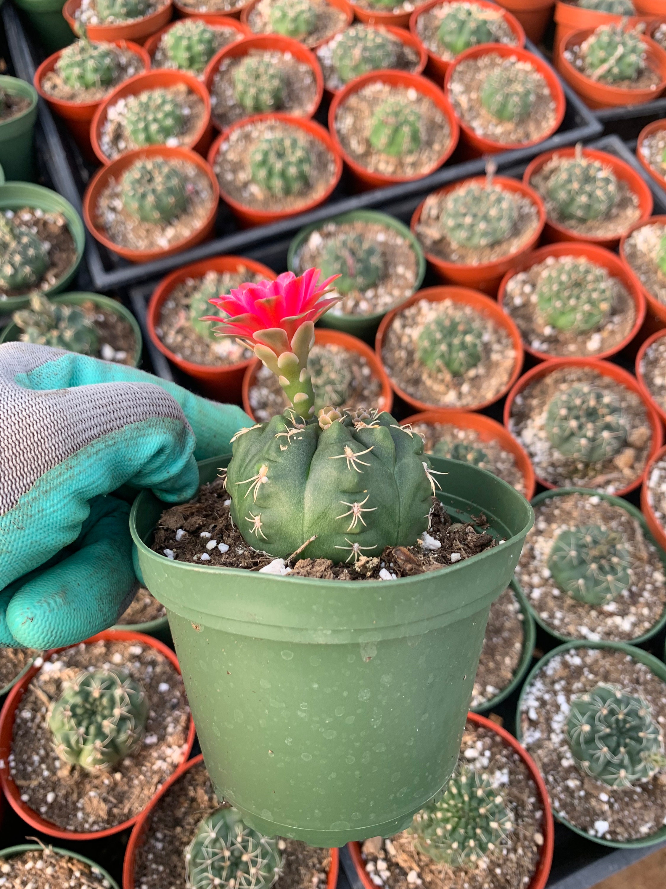 Gymnocalicium Chin Cactus - Etsy