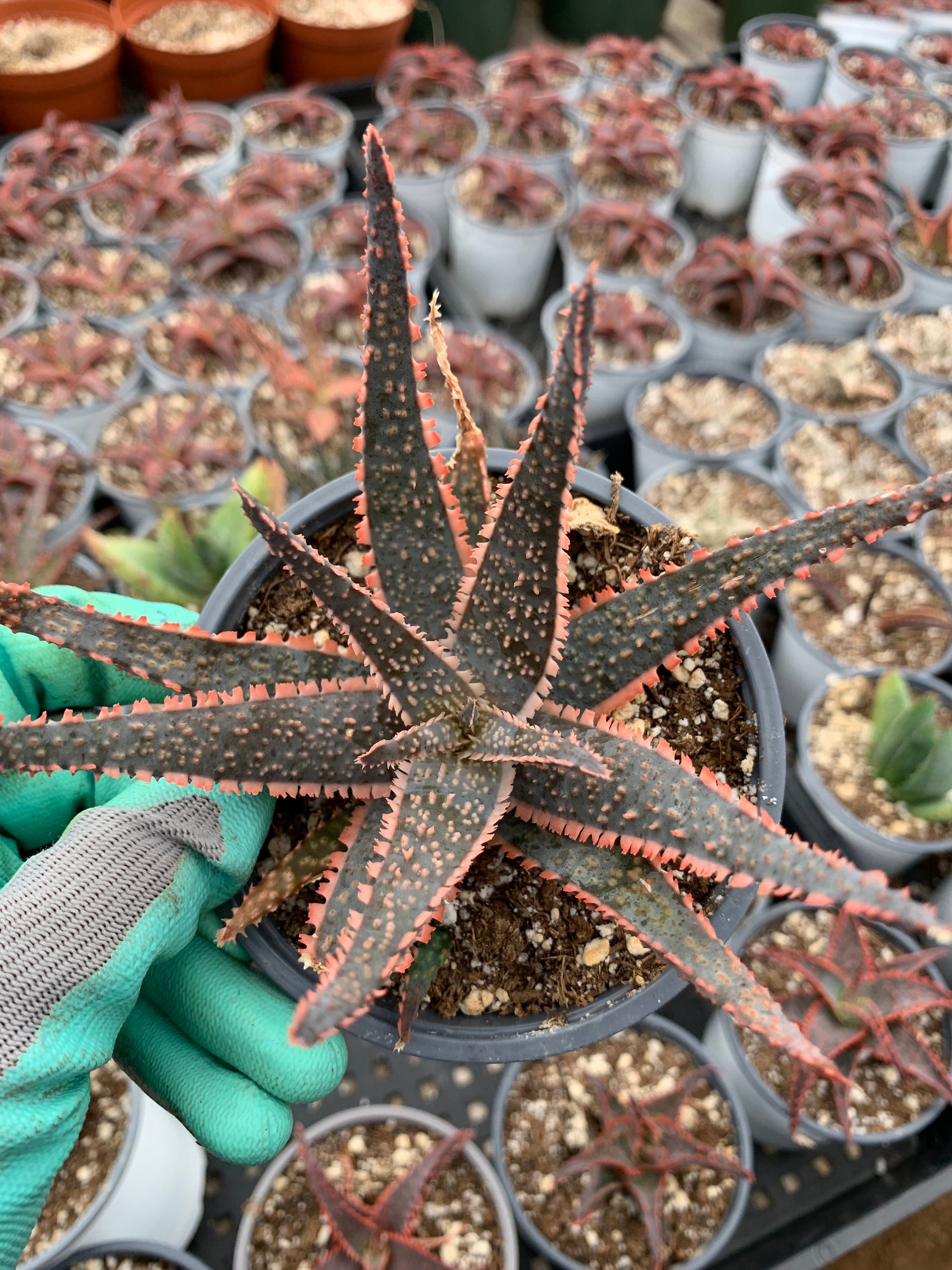 Aloepurple Haze - Etsy