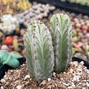 Cactiandexotica | Polaskia Chichipe | 6" Pot | 3 Columnar Cactus - Etsy