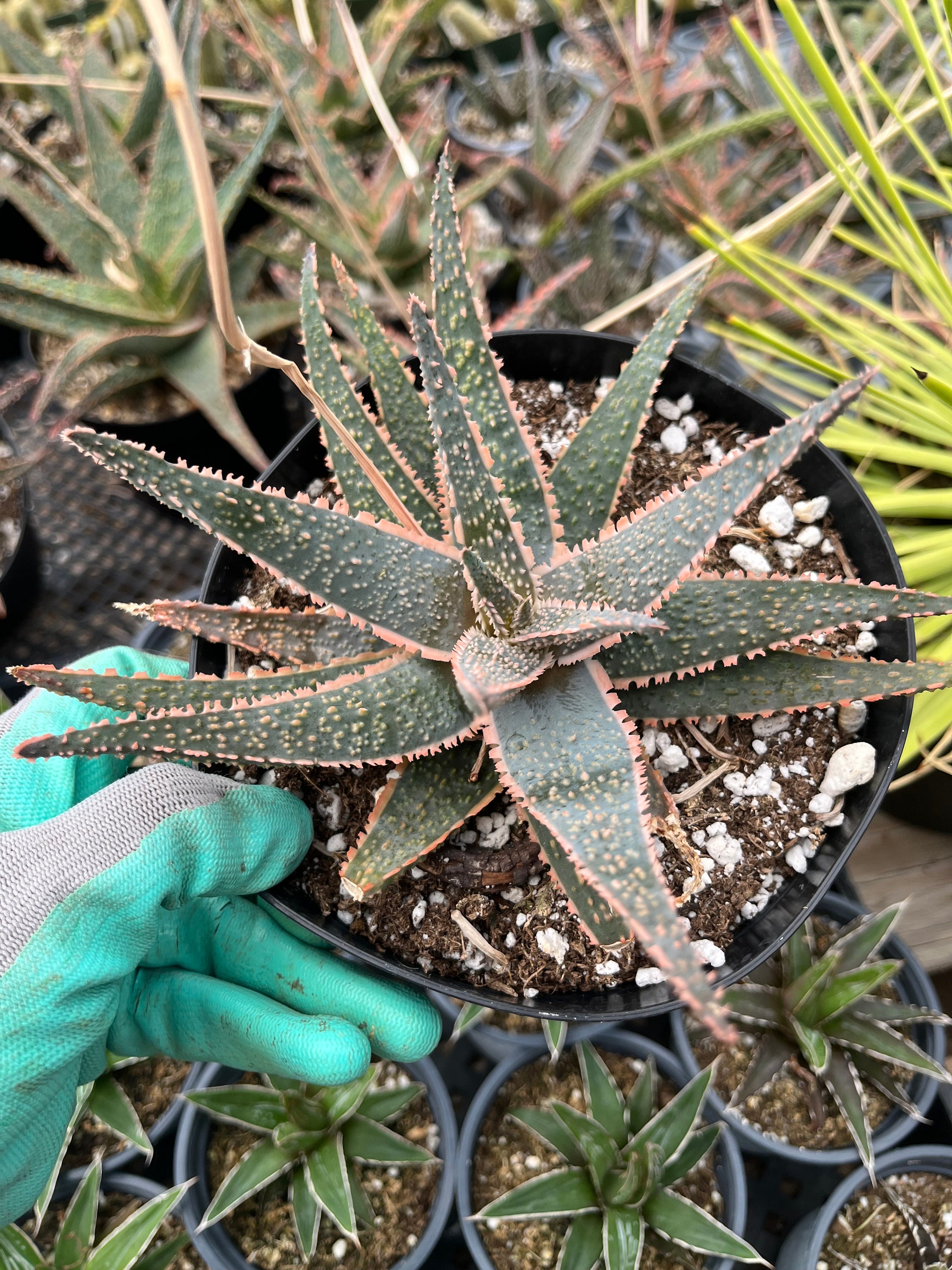 Aloepurple Haze - Etsy