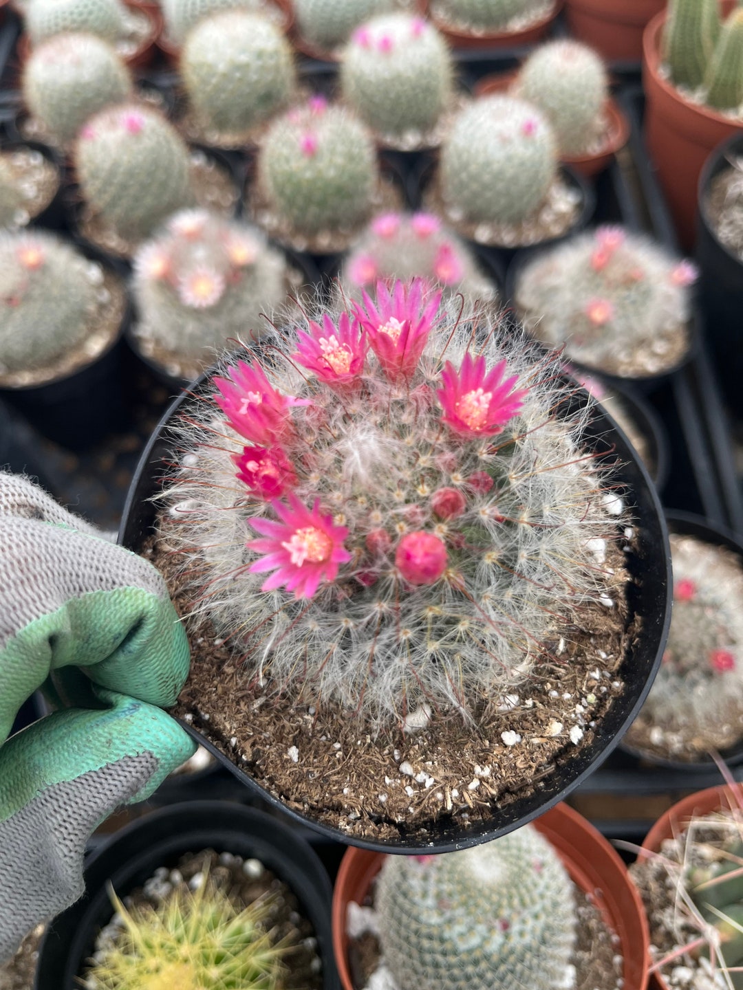 Mammillaria | Powder Puff Cactus - Etsy