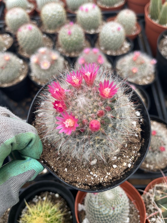 Mammillaria Powder Puff Cactus Etsy