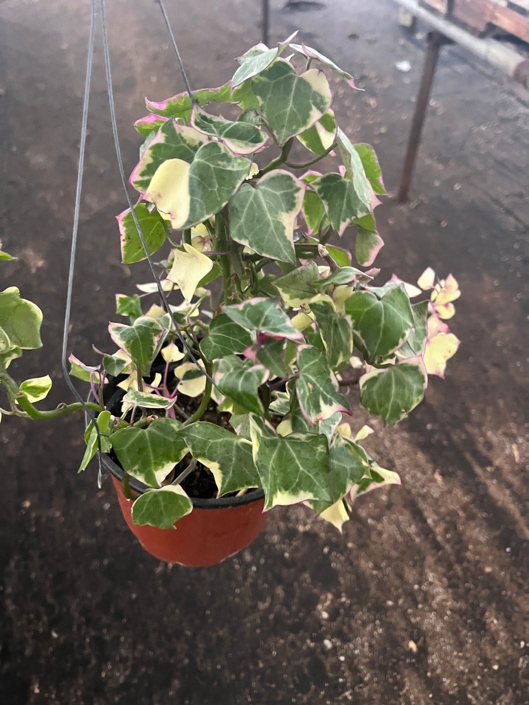 English Ivy | Gold Child | Hedera Helix | 6" Pot - Etsy
