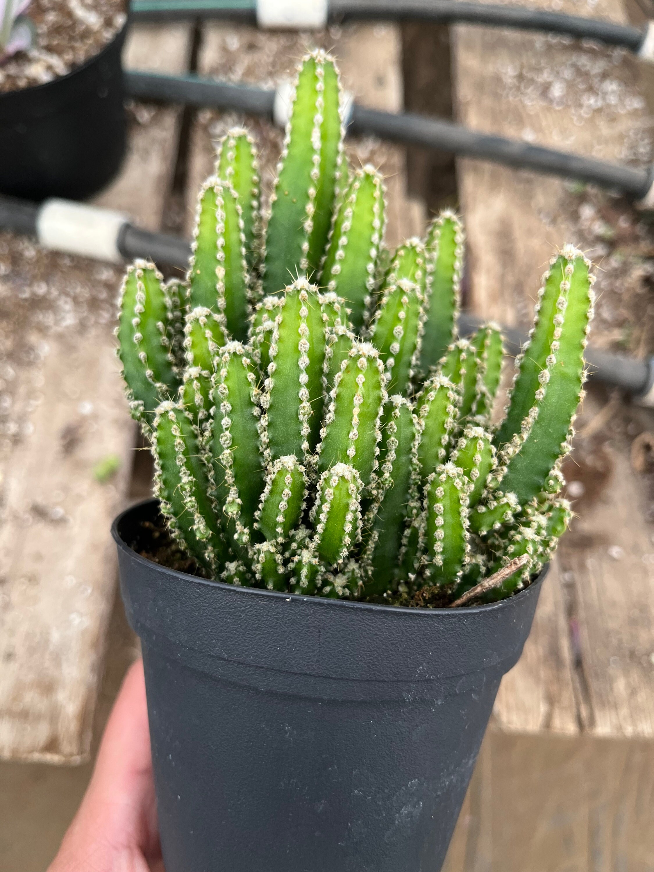 Cactiandexotica Acanthocereus Fairy Castle Cactus - Etsy