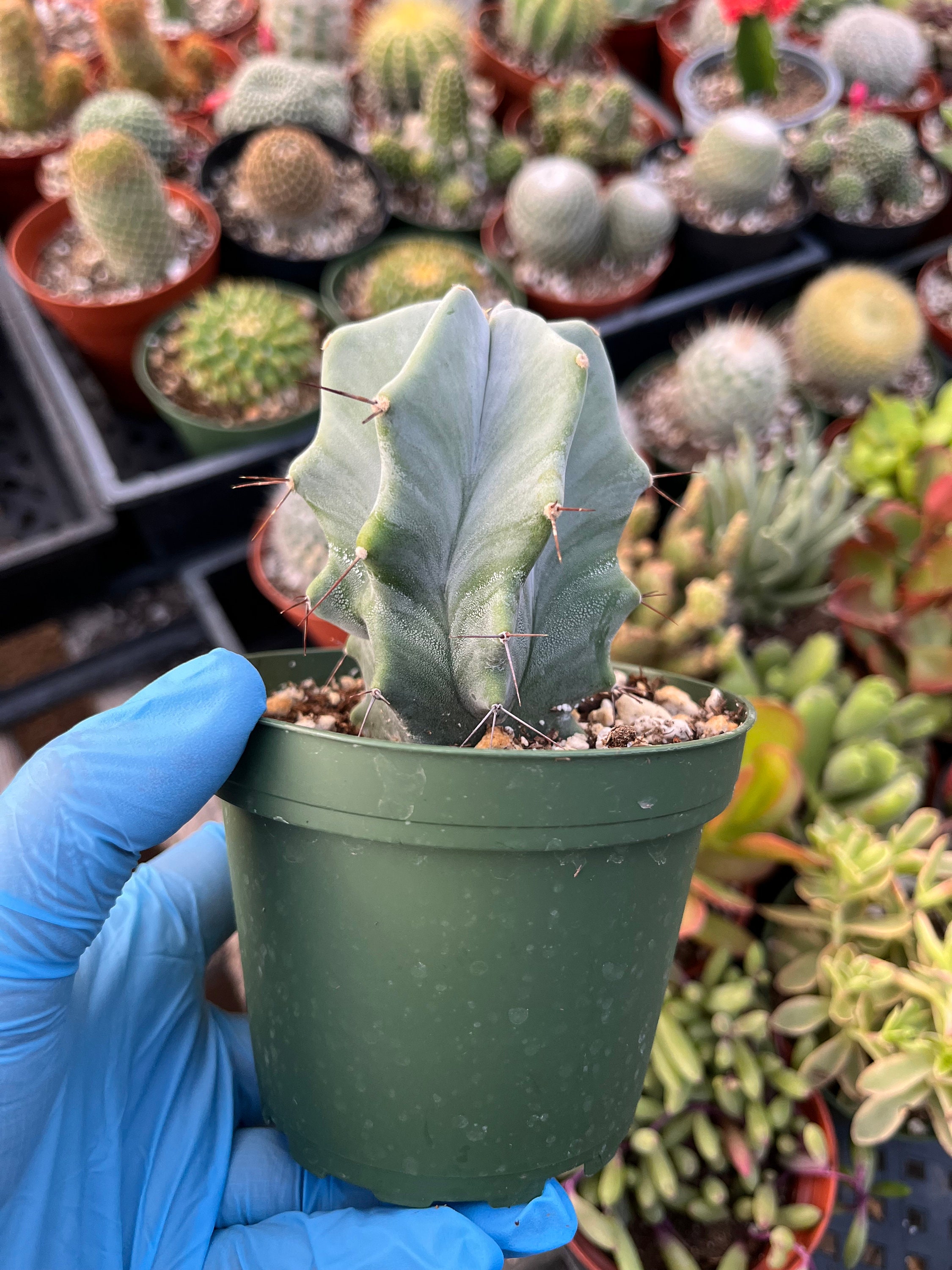 Cactiandexotica Stenocereus Pruinosus Gray Ghost Organ Pipe - Etsy