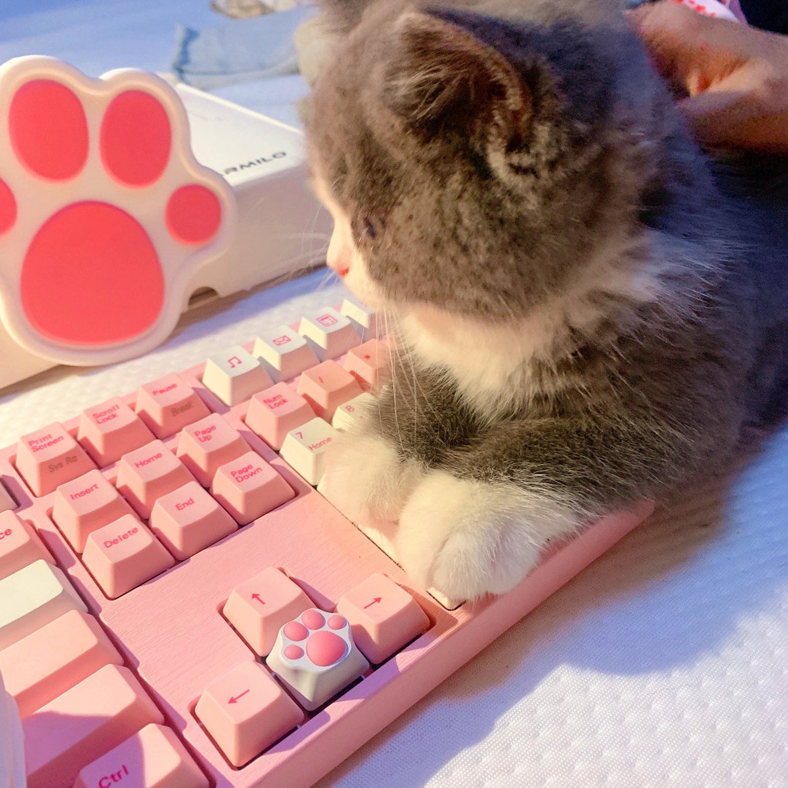 Cat Paws Metal Keycap Aluminum Alloy & Silicone Keycaps | Etsy