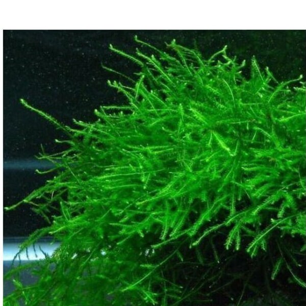 Java Moss - Etsy