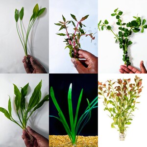 Planted Tank Starter Pack of 3 Plants Driftwood Live Aquarium Plants ...