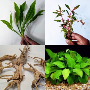 Planted Tank Starter Pack of 3 Plants Driftwood Live Aquarium Plants ...