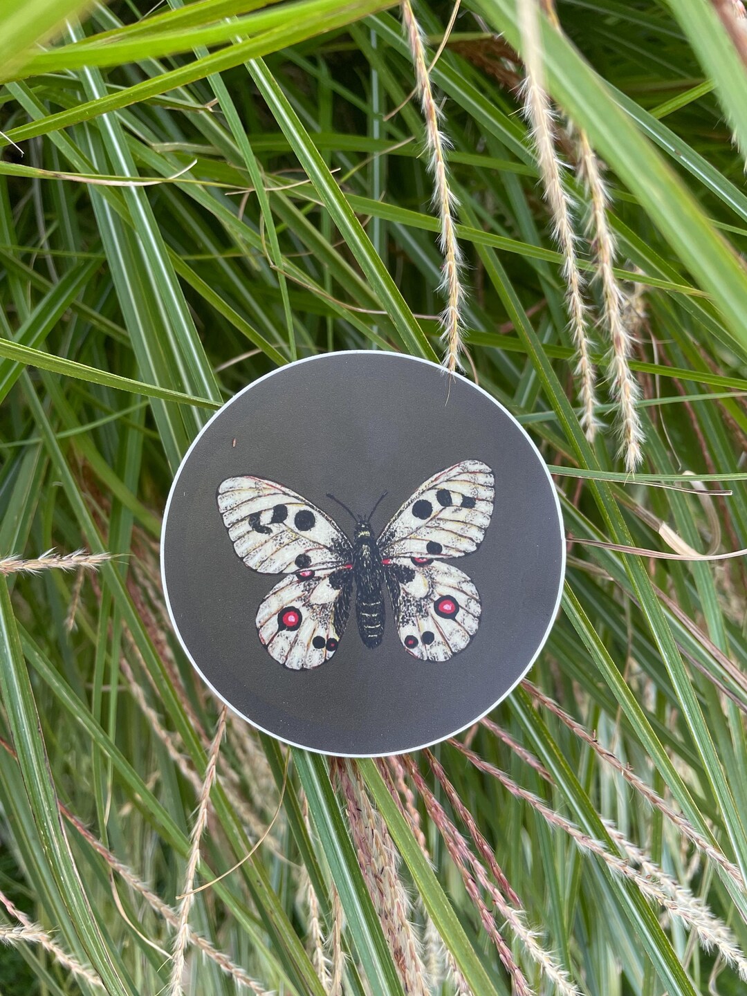 Round Apollo Butterfly Vinyl Sticker - Etsy