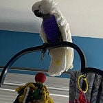 Parrot Macaw Amazon Cockatoo African Grey Custom Sweater for | Etsy