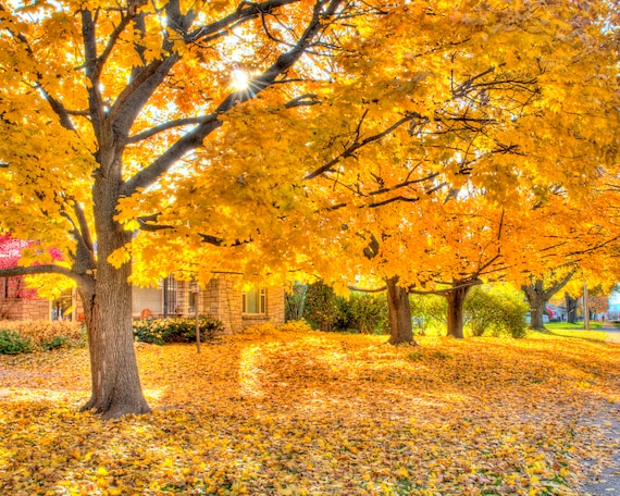 Yellow Autumn Leaves The Science Of Autumn Leaf Color Change