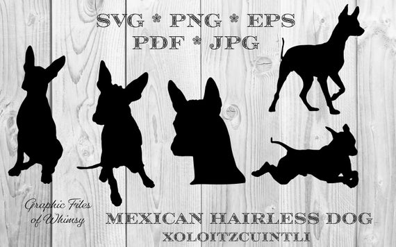 Xolo SVG Xoloitzcuintli Mexican Hairless Dog Silhouette Vector - Etsy ...