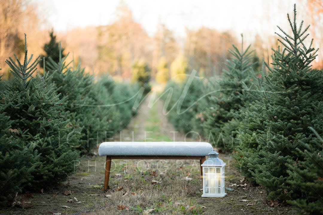 Christmas Tree Farm >> Digital Backdrop for Photography Composite ...
