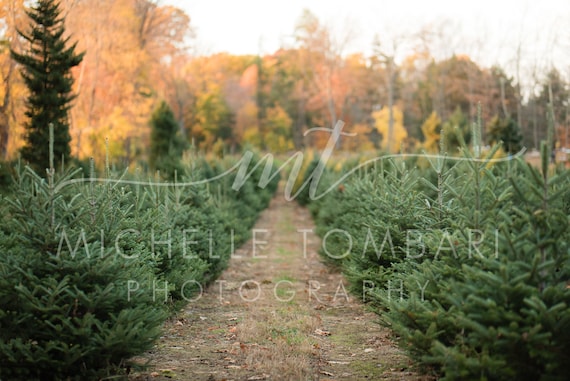 Christmas Tree Farm Digital Backdrop for Photography - Etsy
