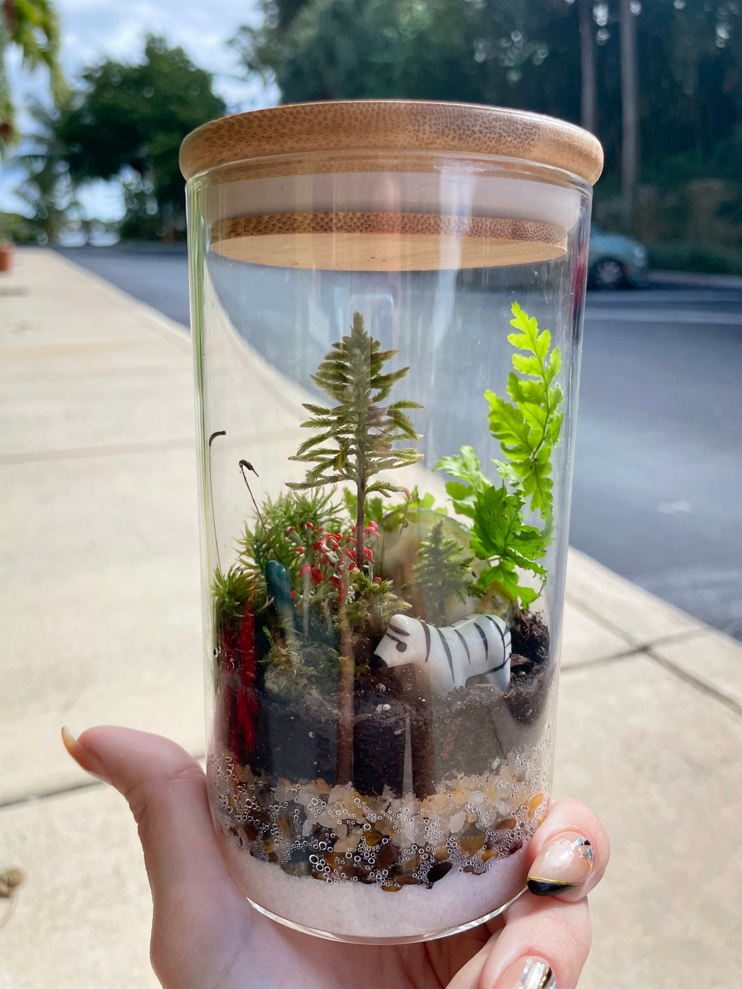 Terrarium With LIVE Plants, Mini Tree, Moss and Crystals - Etsy