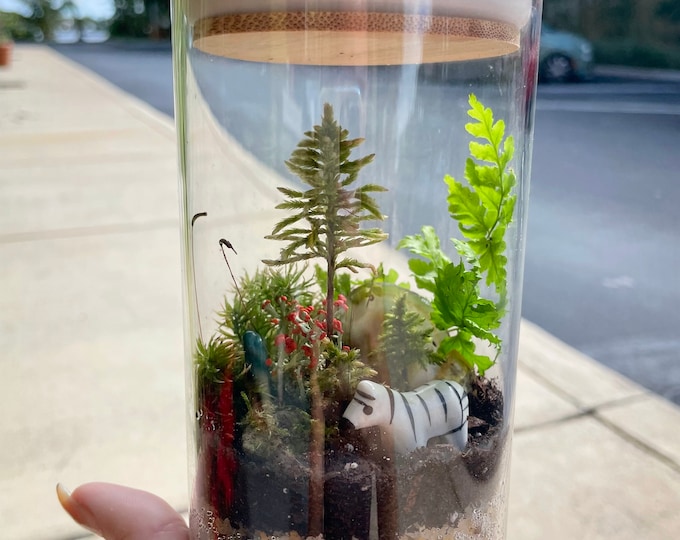 Terrarium With LIVE Plants, Mini Tree, Moss and Crystals - Etsy
