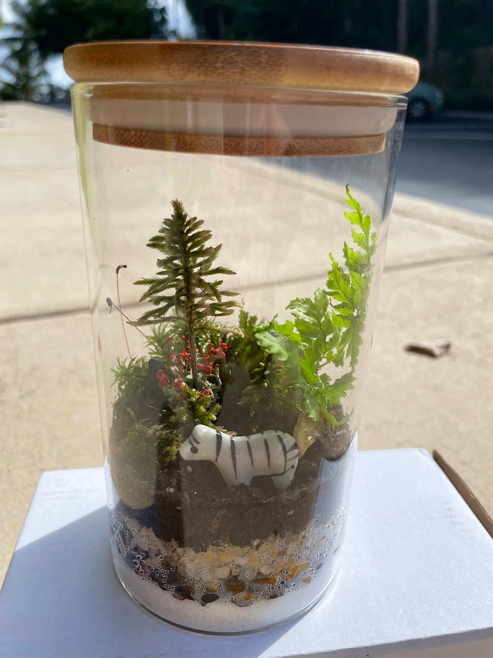 Terrarium With LIVE Plants, Mini Tree, Moss and Crystals - Etsy