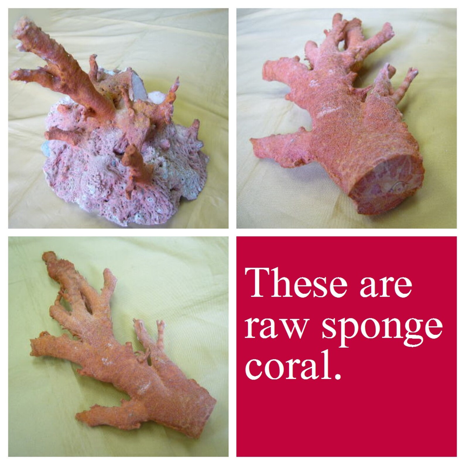 Natural Sponge Coral Square Loose 18 X 18mm Apple Coral - Etsy