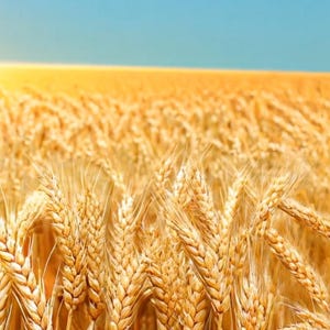Live Wallpapers With Calming Nature Scenes Tranquil Animated ...