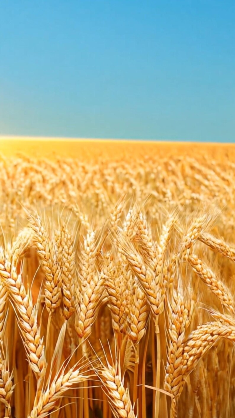 Live Wallpapers With Calming Nature Scenes Tranquil Animated ...