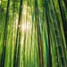 Live Wallpapers With Calming Nature Scenes Tranquil Animated ...