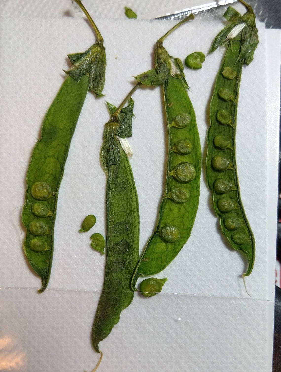 Real Dried Sweet Pea Pods Fruit Slice Resin Earrings Hook/ - Etsy