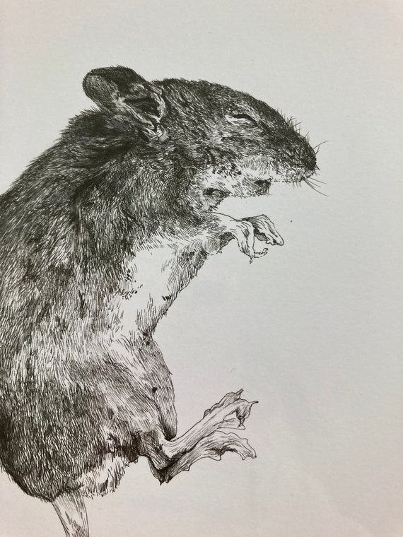 Dead Rat Drawing