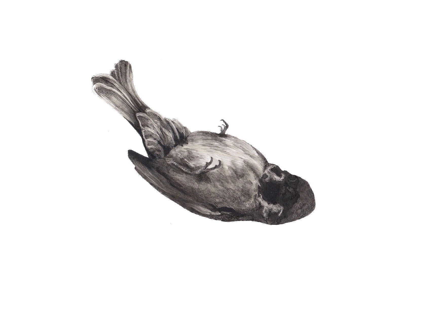 Hand Drawn Sparrow Print Dead Sparrow, Pen and Ink Dot Drawing Print ...