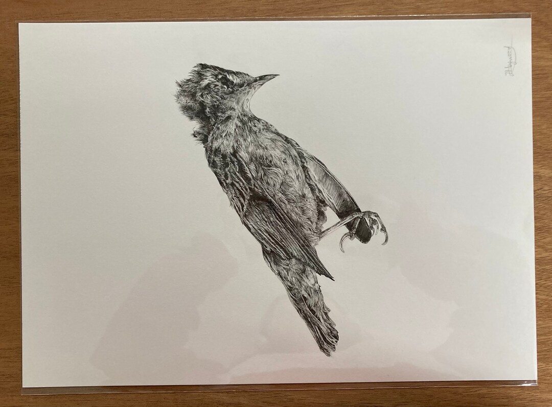 0.05 Pen and Ink Study of a Found Young Thrush Identified as a Thrush ...